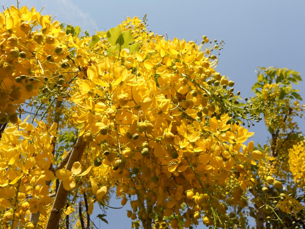 Trees and flowers of the Yucatan - Yucatan Connection, your private ...